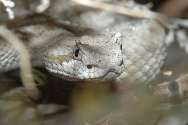 Mojave Sidewinder | Project Noah