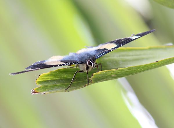 North Queensland Day Moth or Zodiac Moth | Project Noah