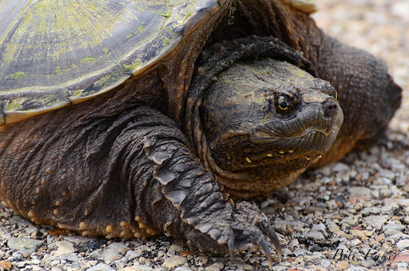 Common Snapping Turtle | Project Noah