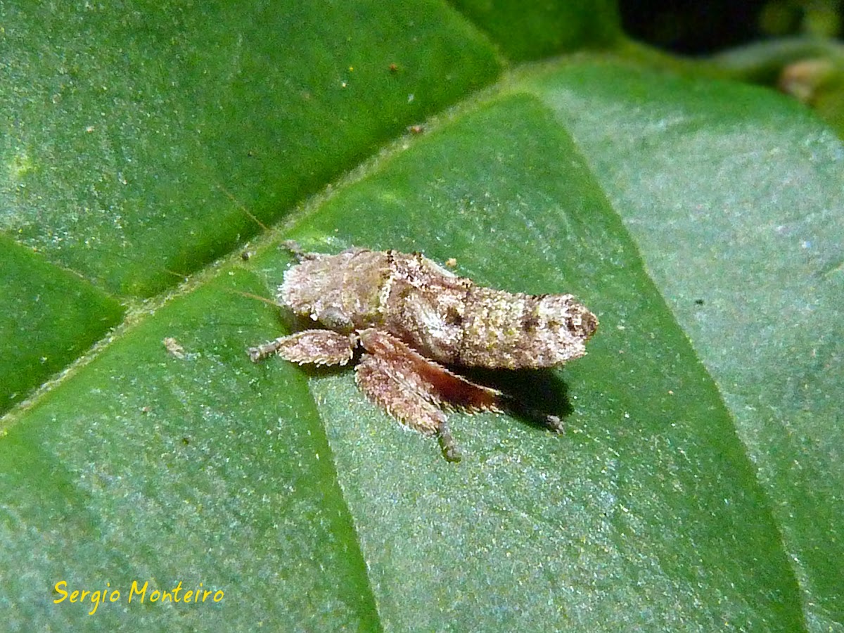 Leafhopper nymph | Project Noah