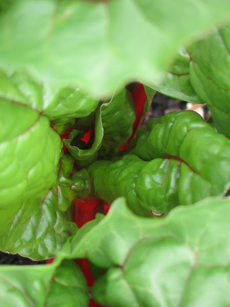 Swiss Chard | Project Noah