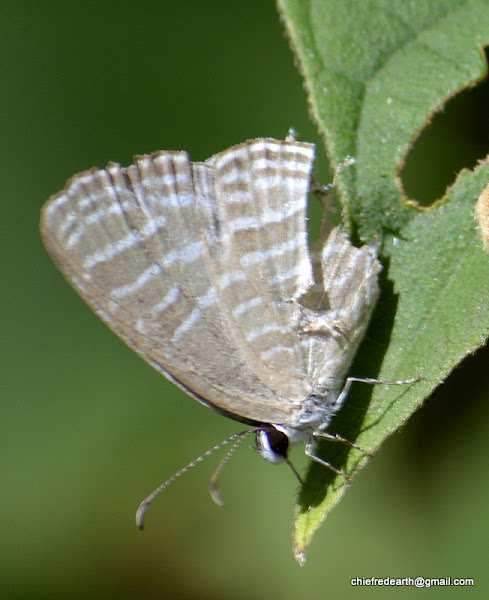 പൊട്ടുവാലാട്ടി, Common Cerulean | Project Noah