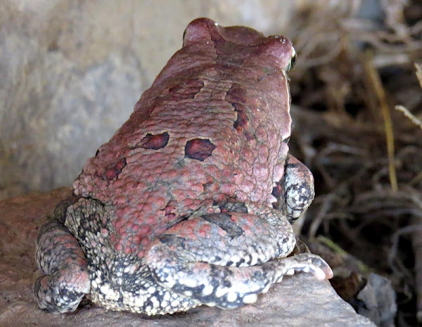 Red Toad | Project Noah
