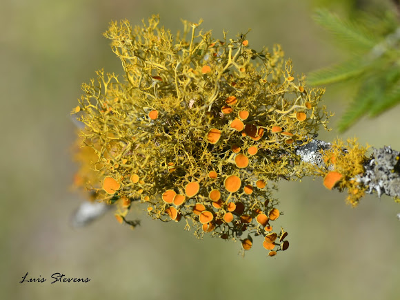 Golden Eye Lichen | Project Noah