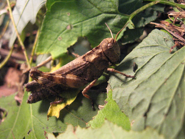 Carolina grasshopper | Project Noah