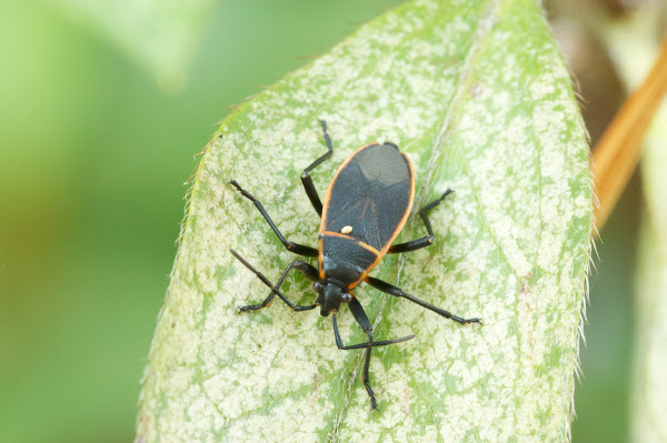 Largus Bug | Project Noah