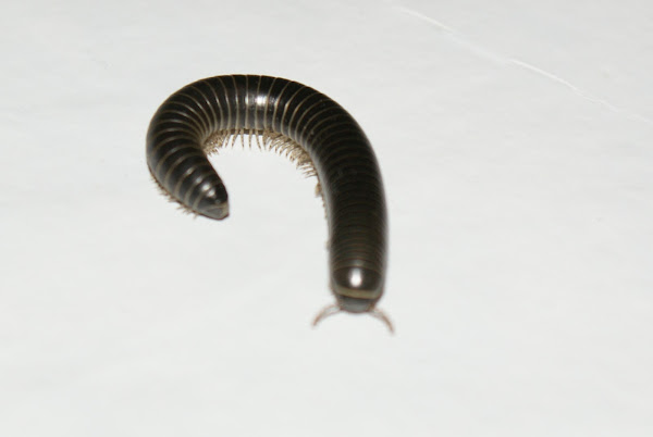 mil pies | Project Noah