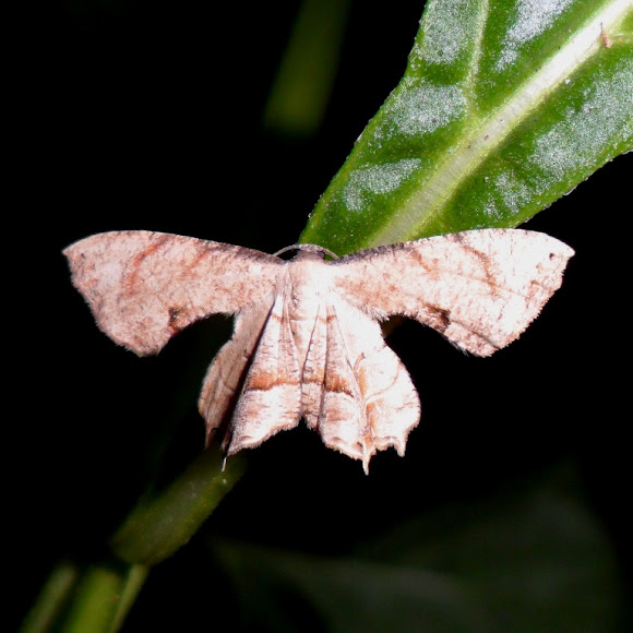 Uraniid Moth | Project Noah