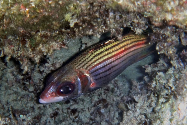 Spotfin Squirrelfish | Project Noah