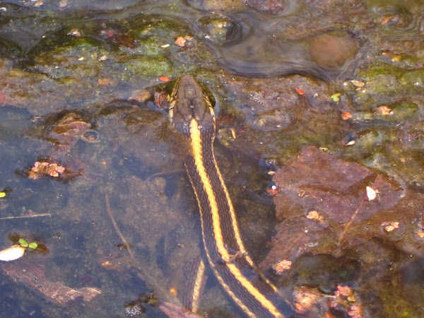 Diablo Range Garter Snake | Project Noah