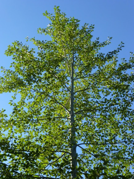 Western Balsam Poplar | Project Noah