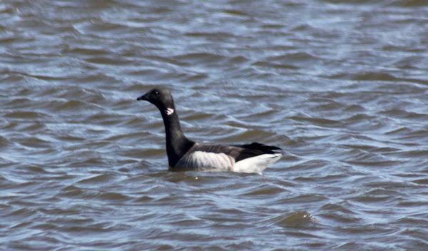 Brant (Atlantic) | Project Noah