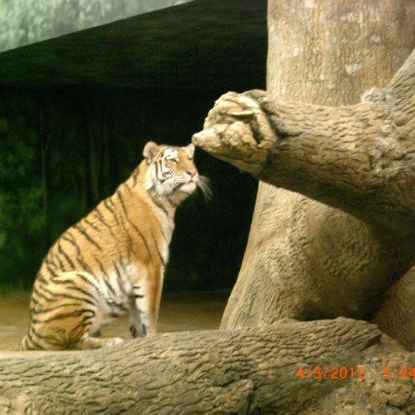 Siberian tiger | Project Noah