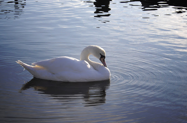 Mute Swan | Project Noah
