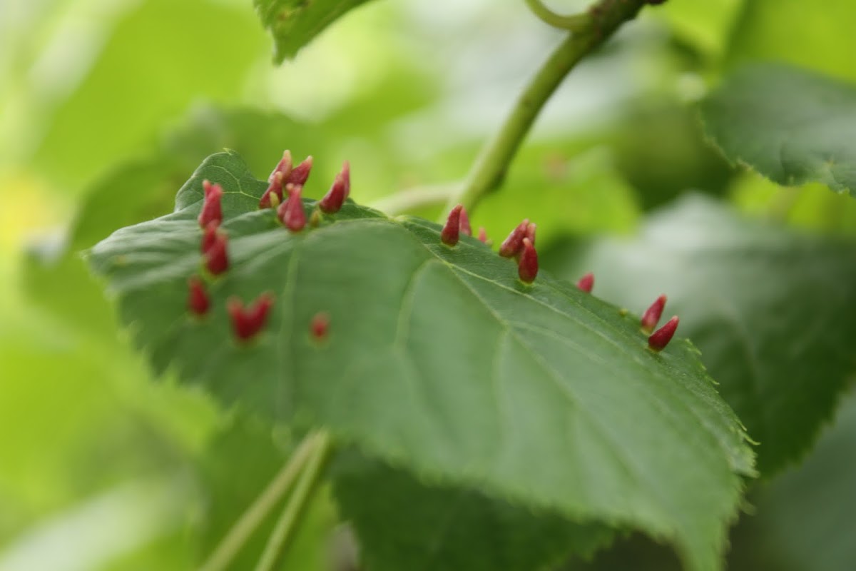 Phytopte fusiforme | Project Noah