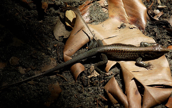 Whiptail lizard | Project Noah