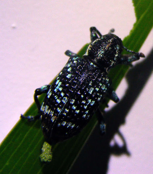 Botany Bay Diamond Weevil | Project Noah