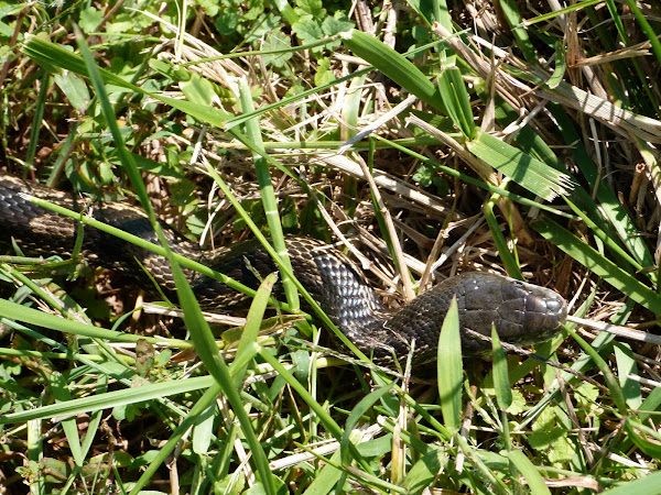 Gray rat snake | Project Noah