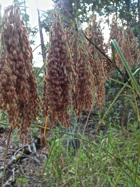 Woolgrass | Project Noah