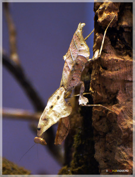 death leaf mantis | Project Noah