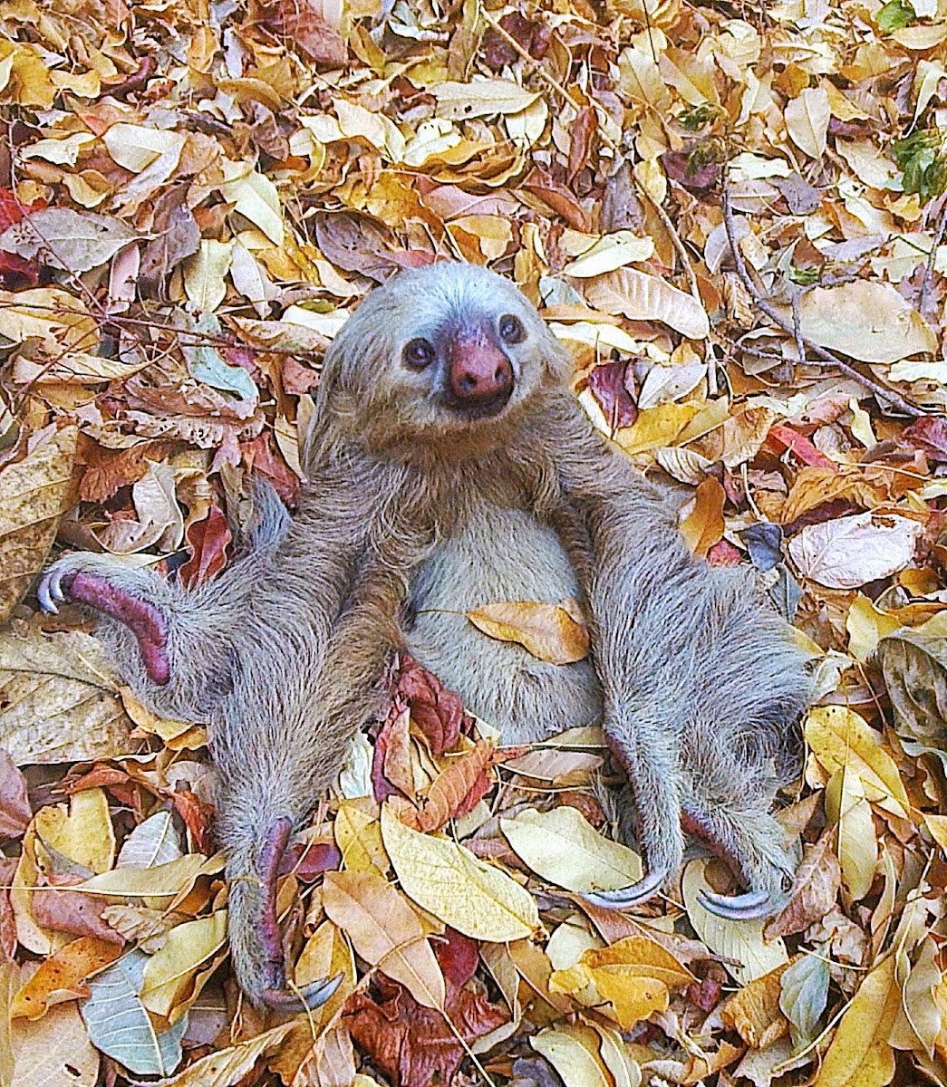 Two-toed Sloth | Project Noah