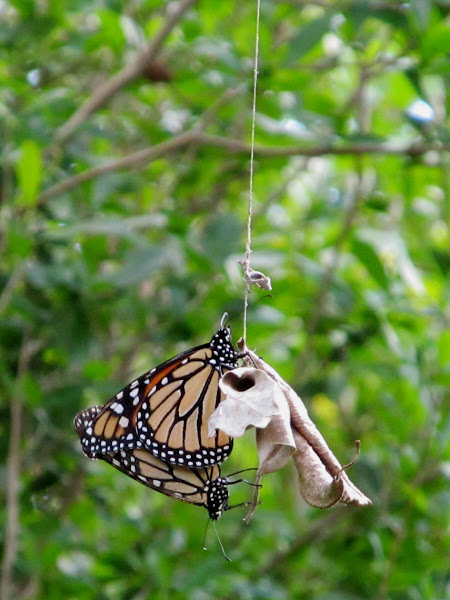 Monarchs mating | Project Noah