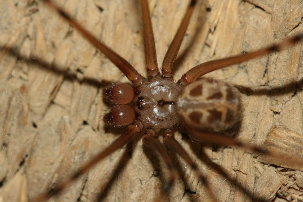 Giant Daddy Long Leg Spider | Project Noah