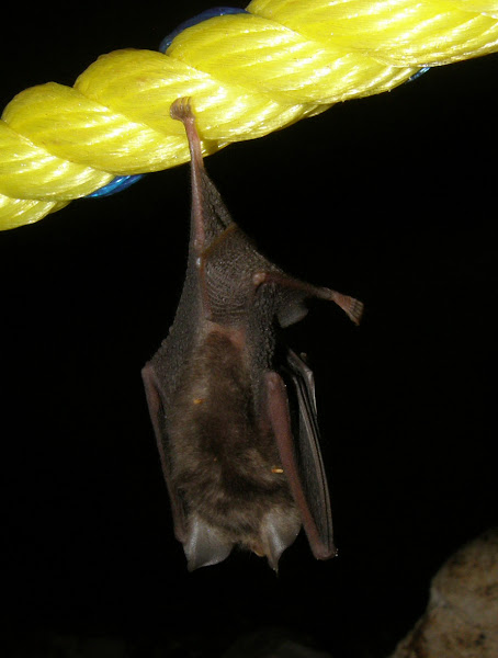 Common Long-tongued Bat | Project Noah