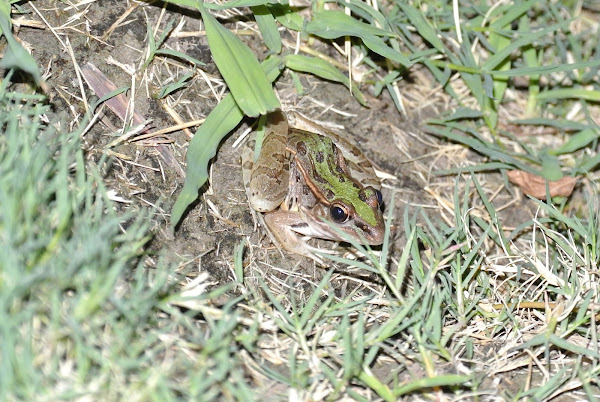 Southern Leopard Frog | Project Noah