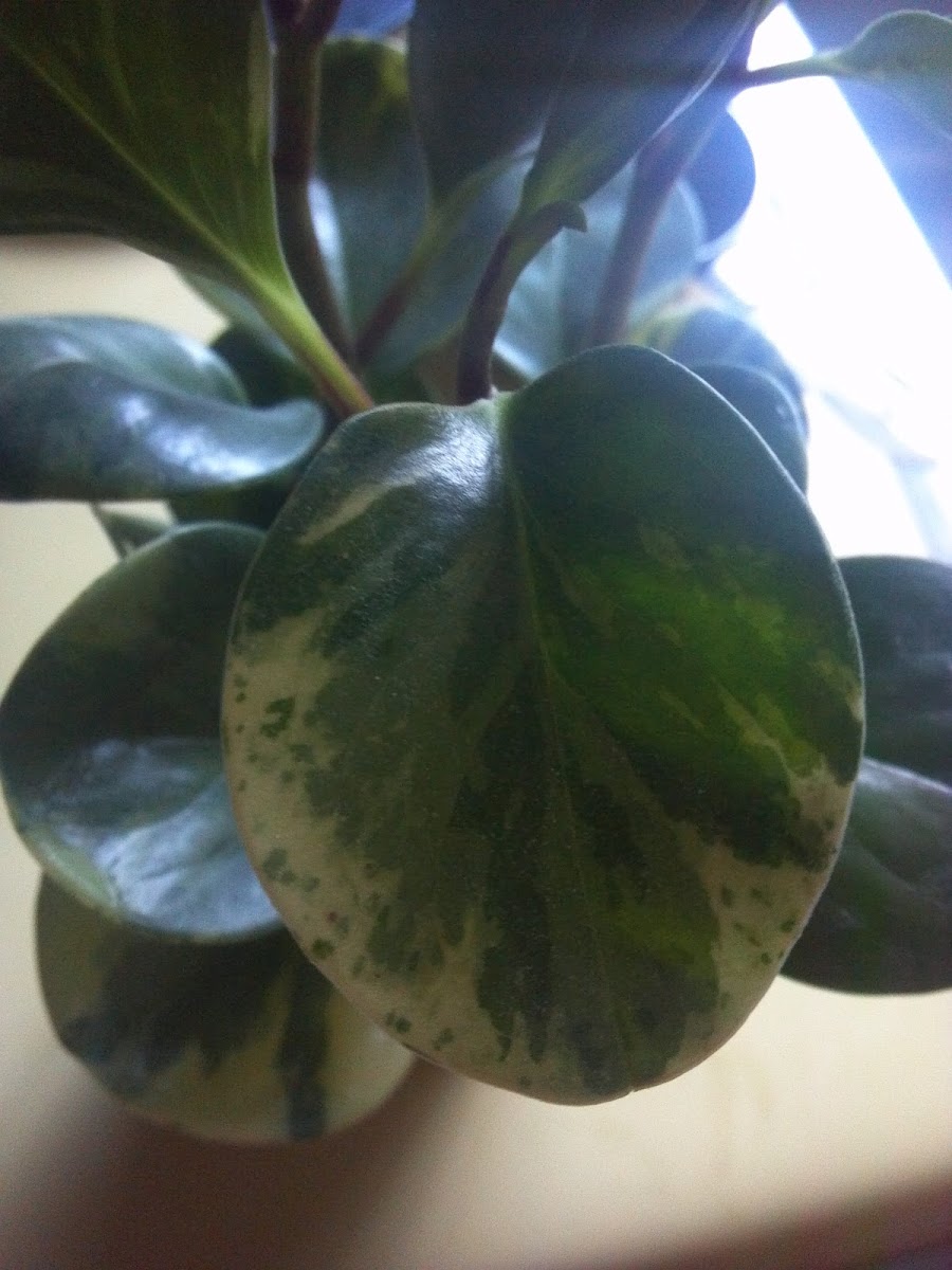 Spotting | Project Noah