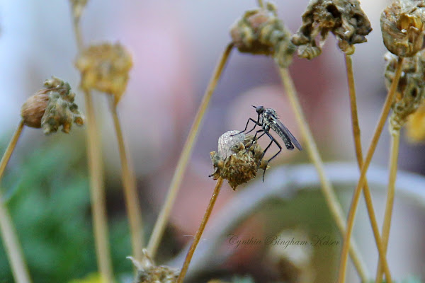 Dagger Fly | Project Noah