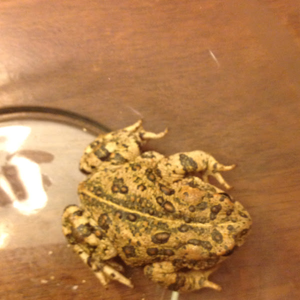 California Toad | Project Noah