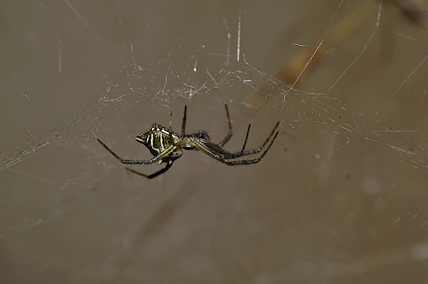 Dome Web Spider | Project Noah