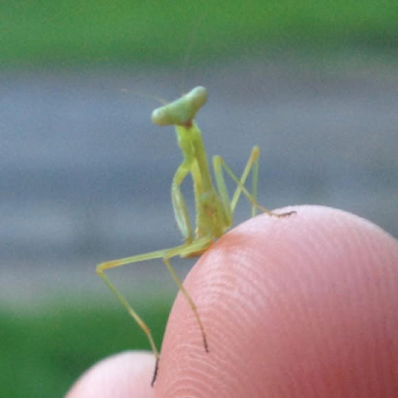 Carolina Mantis nymph | Project Noah