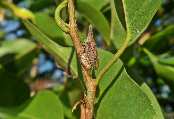 Thorn treehopper - eggs | Project Noah