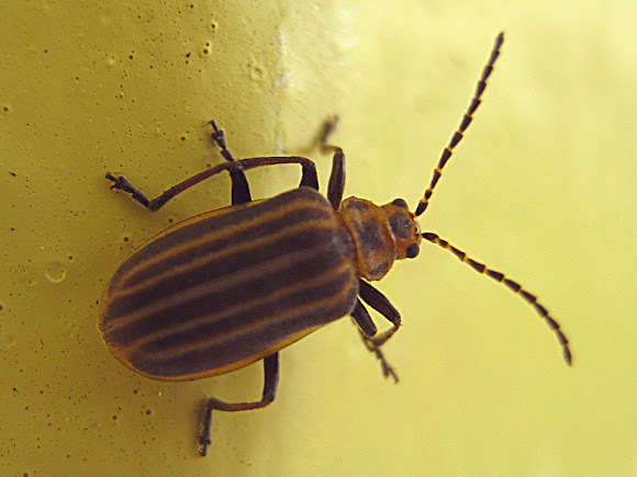 Skeletonizing Leaf Beetle | Project Noah