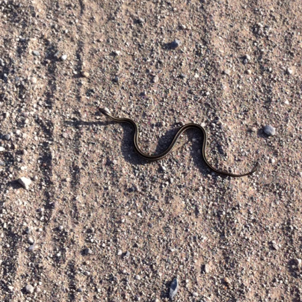 Common garter snake | Project Noah