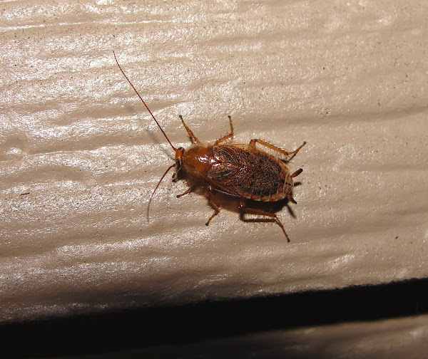 Dusky Cockroach | Project Noah