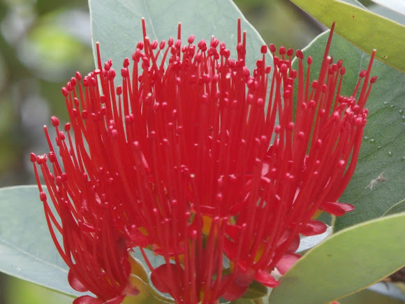 Red Penda | Project Noah