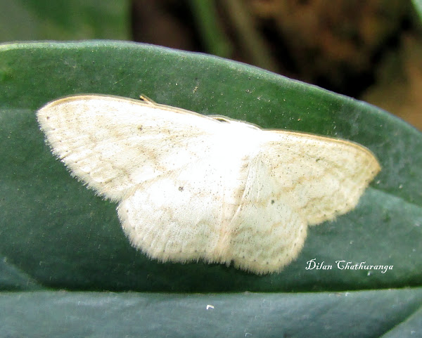 Geometer Moth | Project Noah