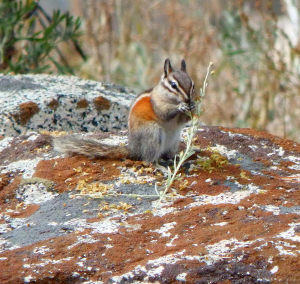 Uinta Chipmunk | Project Noah