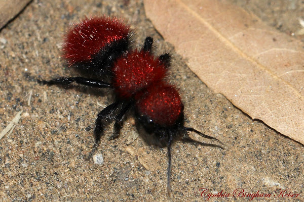 Red Velvet Ant | Project Noah