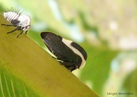 Membracid treehopper (adult and nymphs) | Project Noah