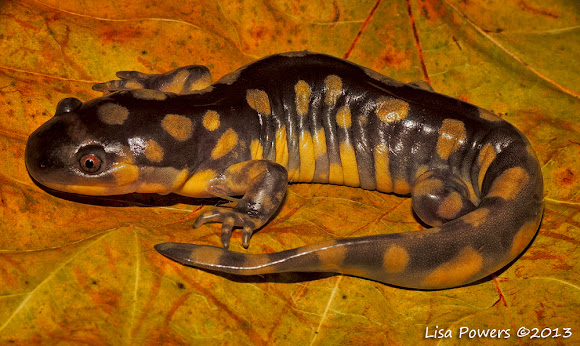 Eastern Tiger Salamander | Project Noah