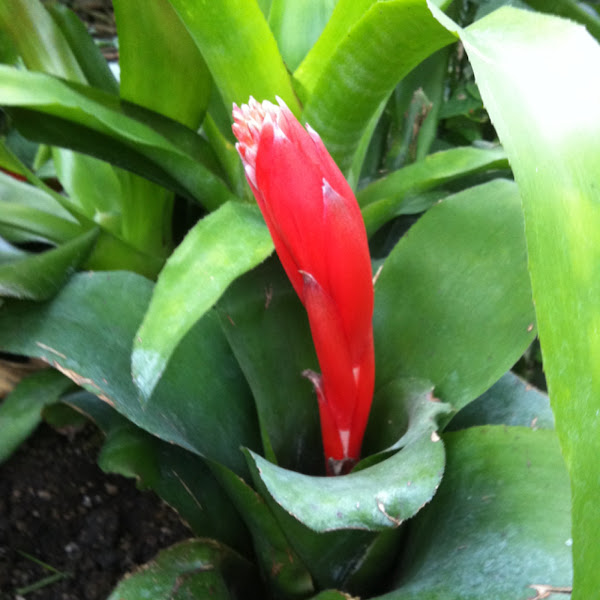 Bromeliad | Project Noah