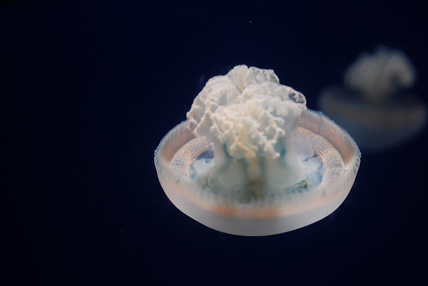 jelly fish | Project Noah