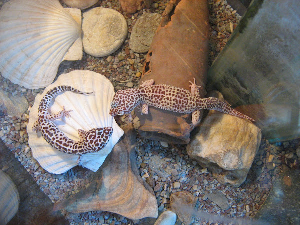 Leopard gecko | Project Noah