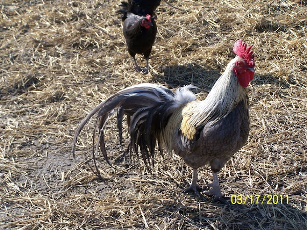 Delaware Blue Hen | Project Noah