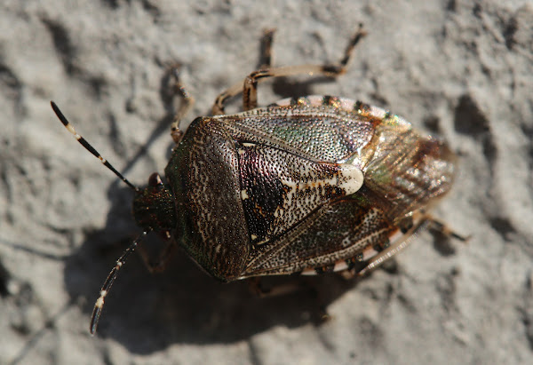 Brown marmorated stink bug | Project Noah