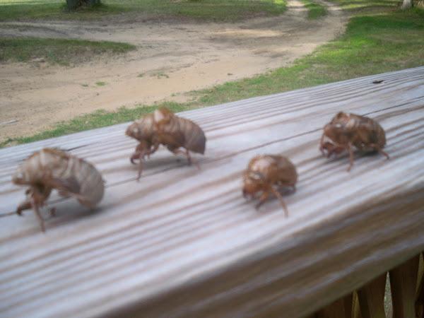 Cicada Bug | Project Noah